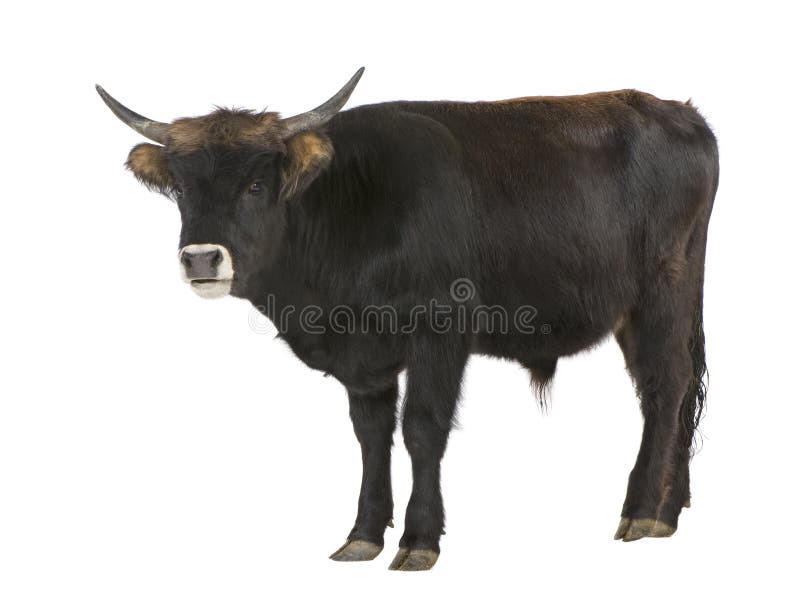 Auroch Cattle