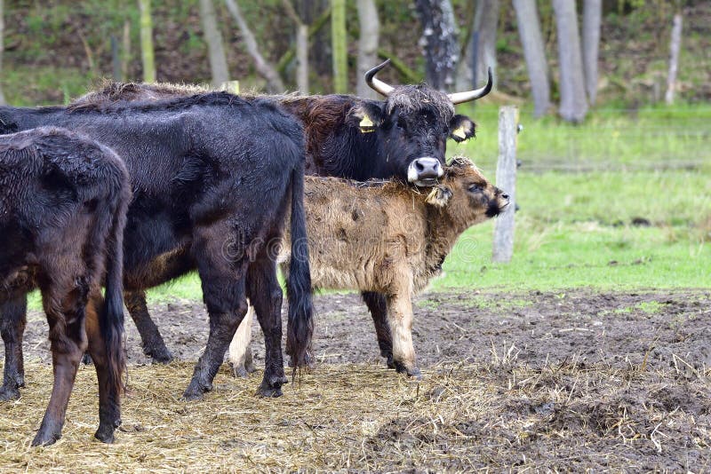 Heck cattle on a farm stock photo. Image of pape, grass - 104111520