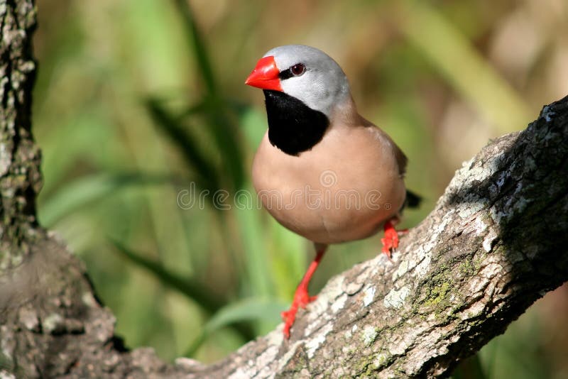 Heck s Grass Finch stock photo. Image of eater, finch - 2420232