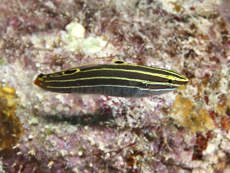 Hector s goby stock image. Image of philippines, hectors - 35958825