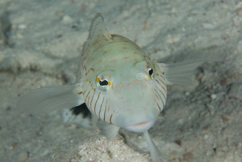 Hectors goby stock image. Image of sandperch, floor, close - 16056235