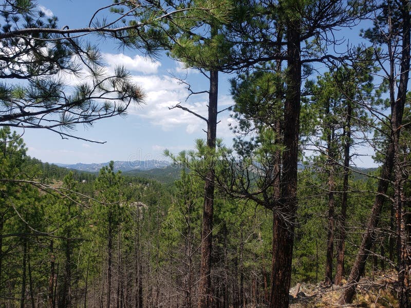 Heddy Draw Overlook, Custer State Park, South Dakota Stock Photo ...