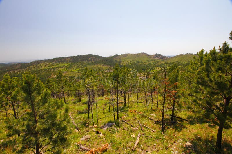 Heddy Draw Overlook, Custer State Park, South Dakota Stock Image ...