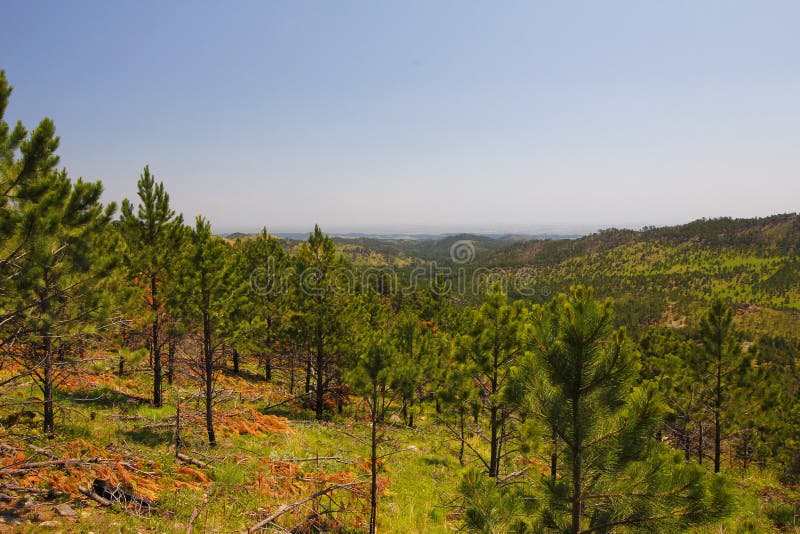Heddy Draw Overlook, Custer State Park, South Dakota Stock Image ...