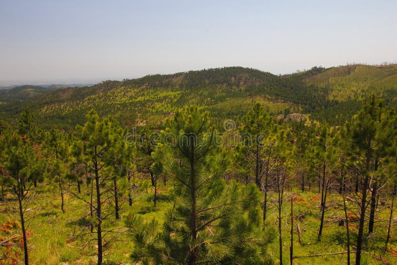 Heddy Draw Overlook, Custer State Park, South Dakota Stock Photo ...