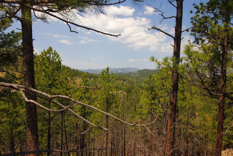 Heddy Draw Overlook, Custer State Park, South Dakota Stock Photo ...