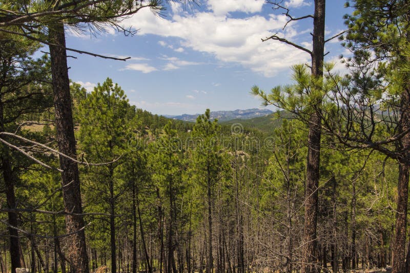 Heddy Draw Overlook, Custer State Park, South Dakota Stock Photo ...