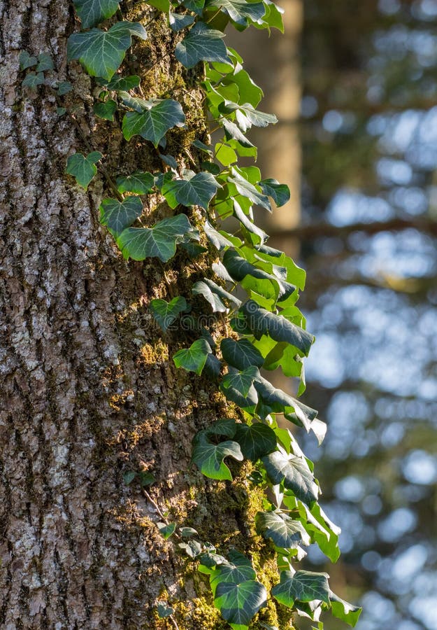 Hedera Helix Climbs Up a Tree Stock Photo - Image of natural, helix ...