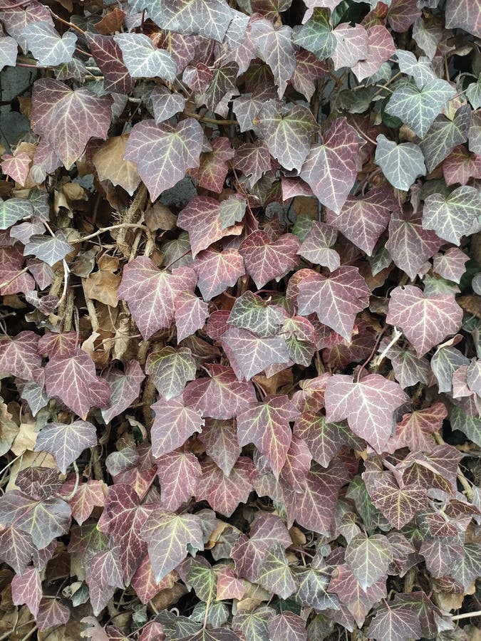 Hedera Helix Colorful Wall Design Stock Image - Image of colorful ...