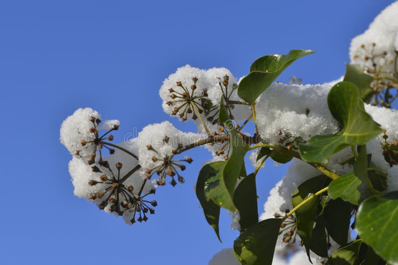 Common ivy in winter stock photo. Image of common, fruit - 188881658