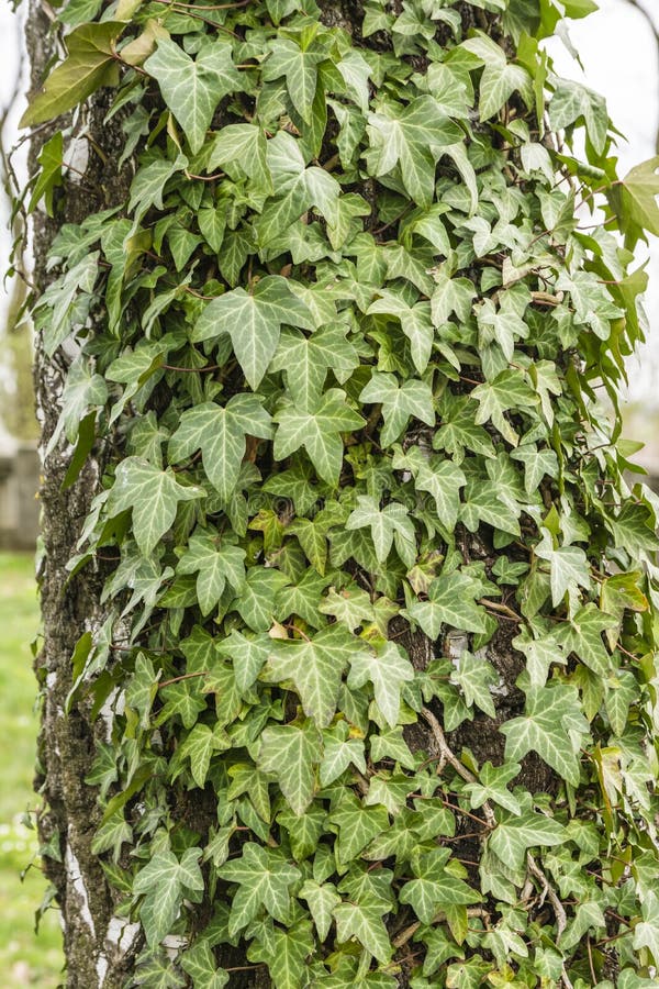 Hedera Helix (edera Comune, Edera Inglese, Edera Europea, Edera ...