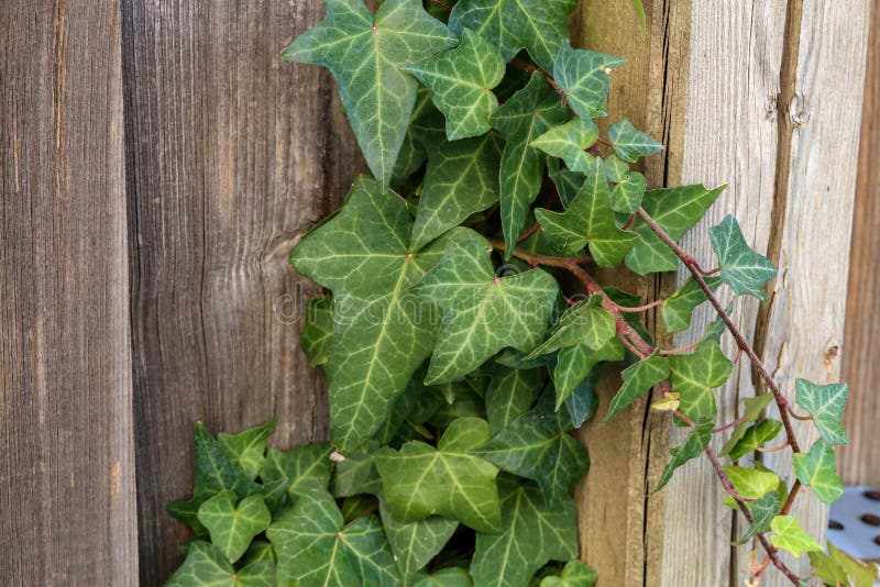 Wand Des Efeus (Hedera-Helix) Stockbild - Bild von lebendig, klebrig ...