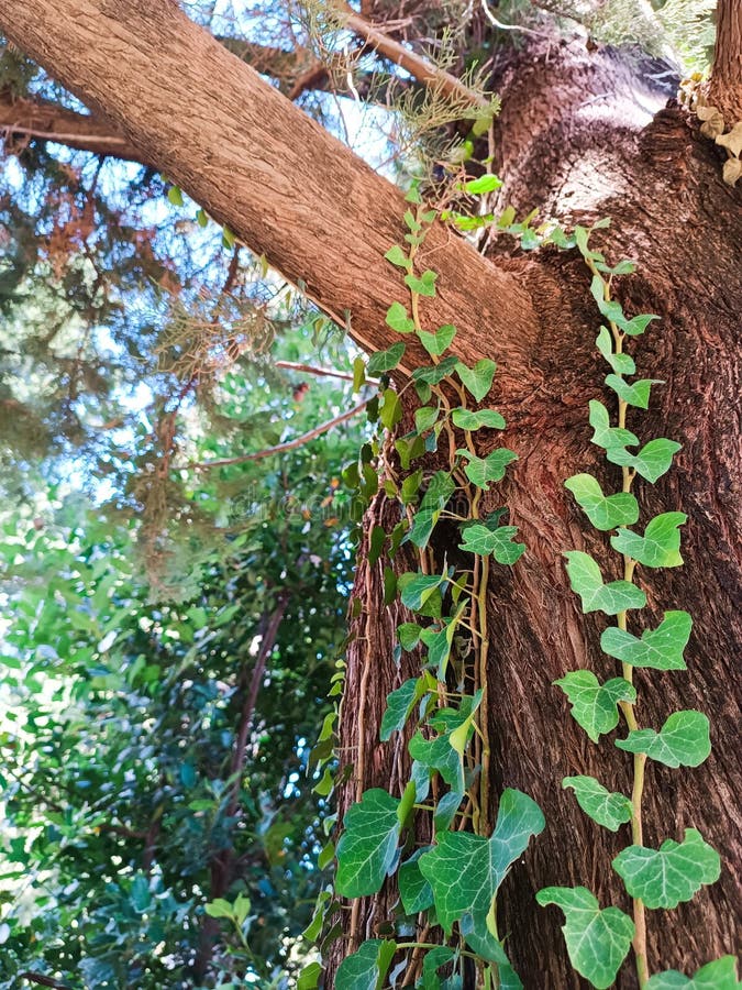 Hedera Helix in January. Hedera Helix is a Species of Flowering Plant ...