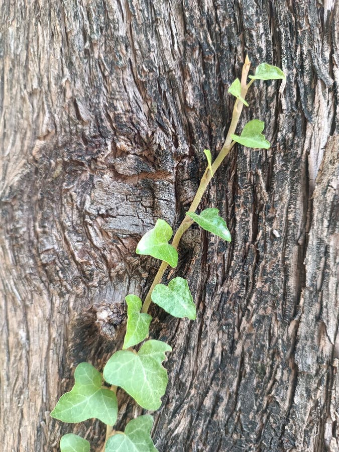 Hedera Helix in January. Hedera Helix is a Species of Flowering Plant ...