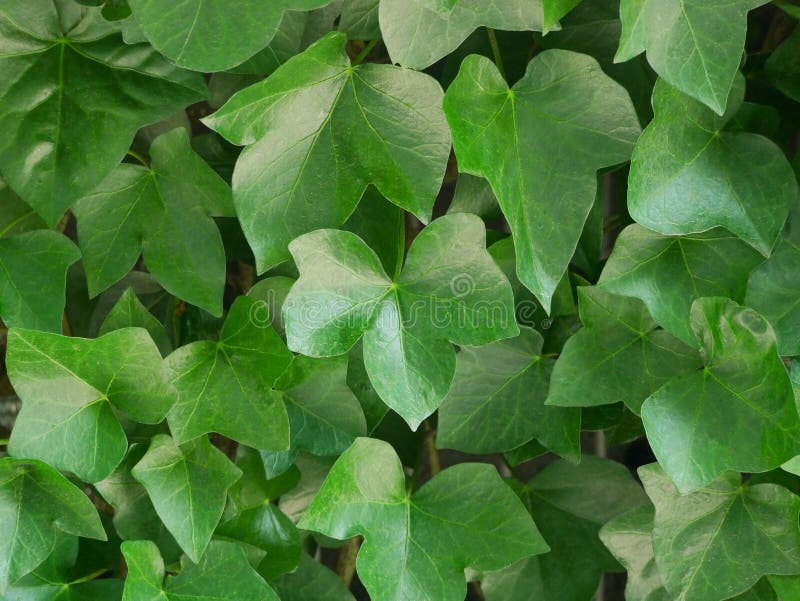 Hedera Helix in January. Hedera Helix is a Species of Flowering Plant ...