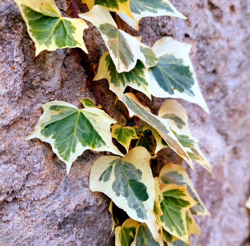 Hedera Helix in January. Hedera Helix is a Species of Flowering Plant ...