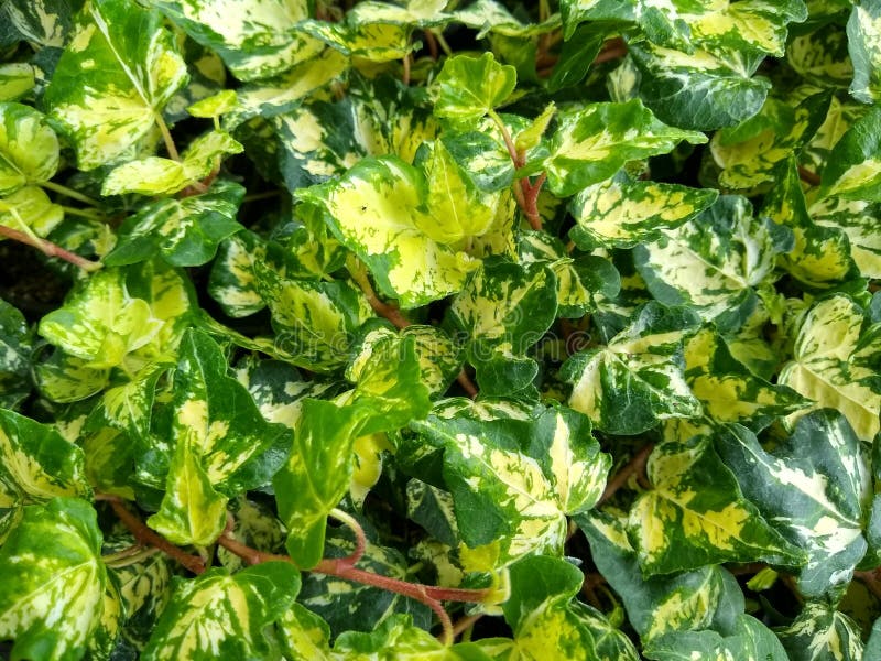 Hedera helix Midas Touch stock image. Image of leaves - 285802979