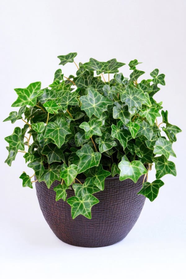 Hedera Helix Needlepoint Plant Displayed in a Trendy Pot on Clean White ...