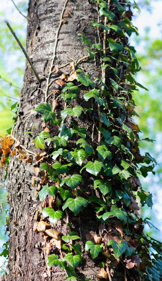 Hedera helix on the tree. stock image. Image of nature - 279862379