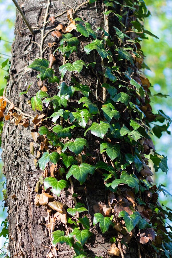 Hedera helix on the tree. stock photo. Image of beautiful - 279862510