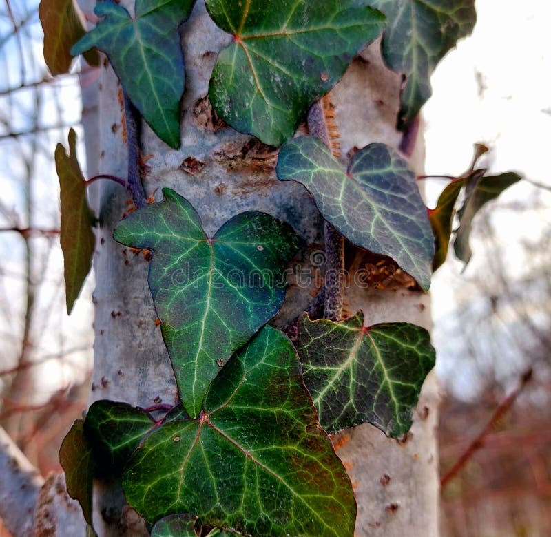 Hedera Helix in January. Hedera Helix is a Species of Flowering Plant ...