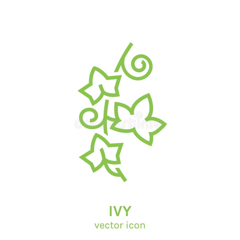 Hedera. Outline Element for Logotype, Symbol, Insignia Design Stock ...