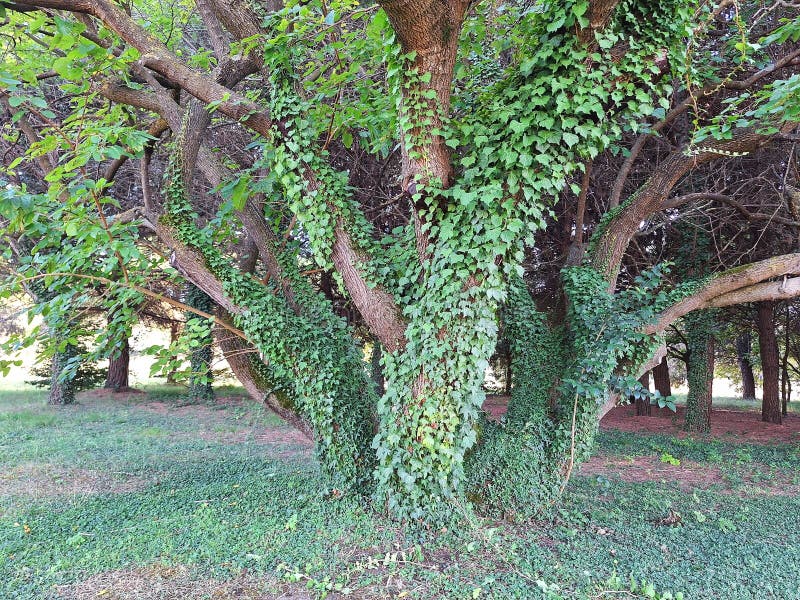 A Hedera Plant Has Grown Up Around a Dry Tree Stock Photo - Image of ...