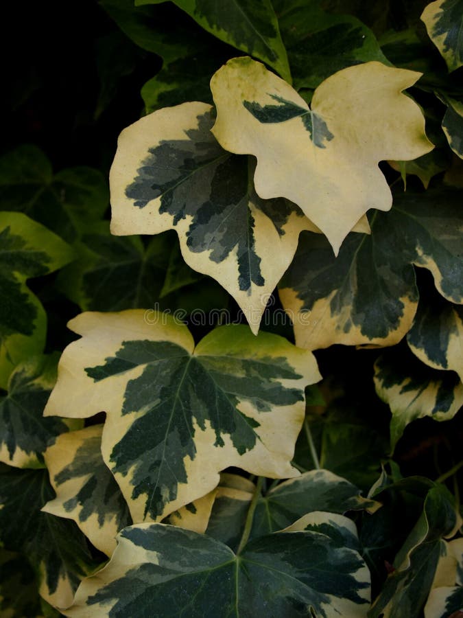 Hedera Variegata Stock Photos - Free & Royalty-Free Stock Photos from ...