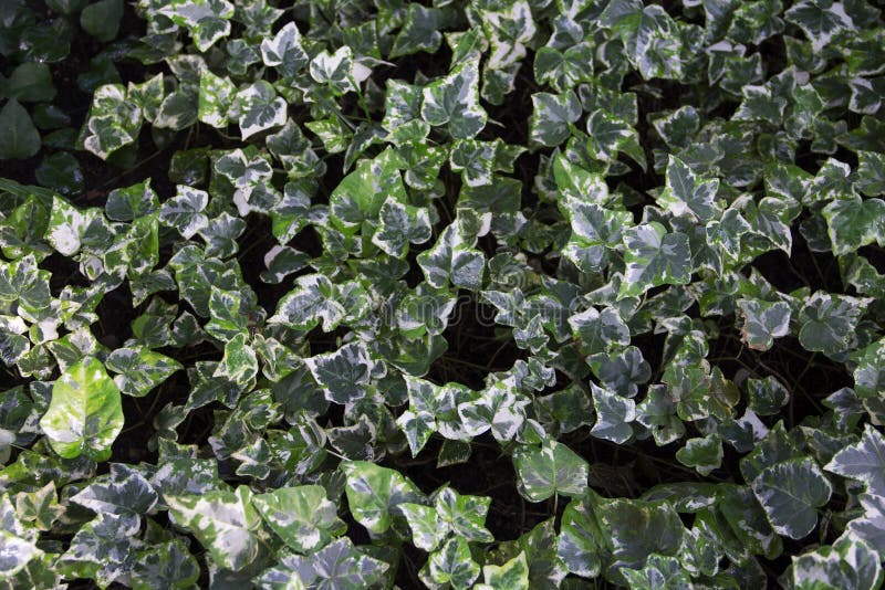 Hedera Ivy Variegated Liana on the Wall Stock Photo - Image of foliage ...
