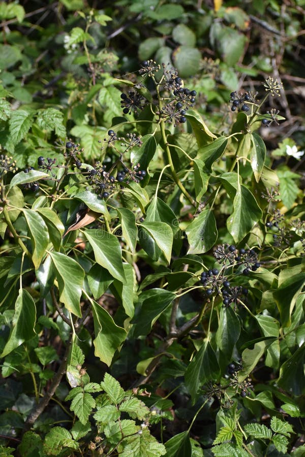 Hederaschroef, De Engelse Klimop, Met Bessen, 2 Stock Foto - Image of ...