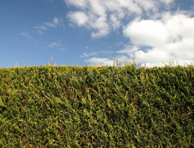 Stately Home Garden Hedge stock photo. Image of hedge - 27169150