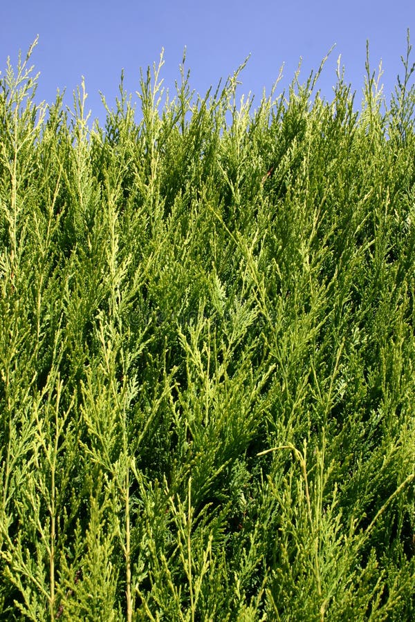 Hedge stock photo. Image of estate, blue, cyprus, home - 1162688