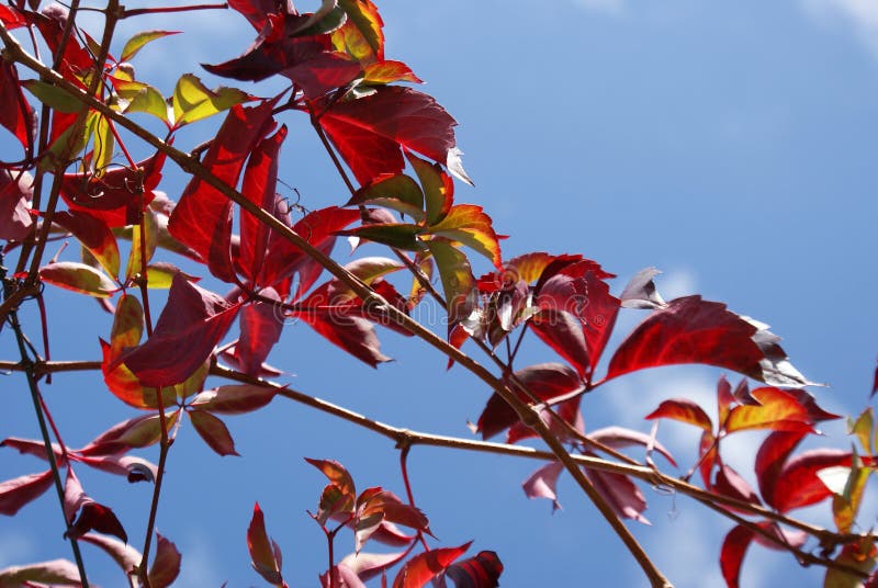 Hedge stock photo. Image of autumn, vivid, hedge, sunny - 12490152