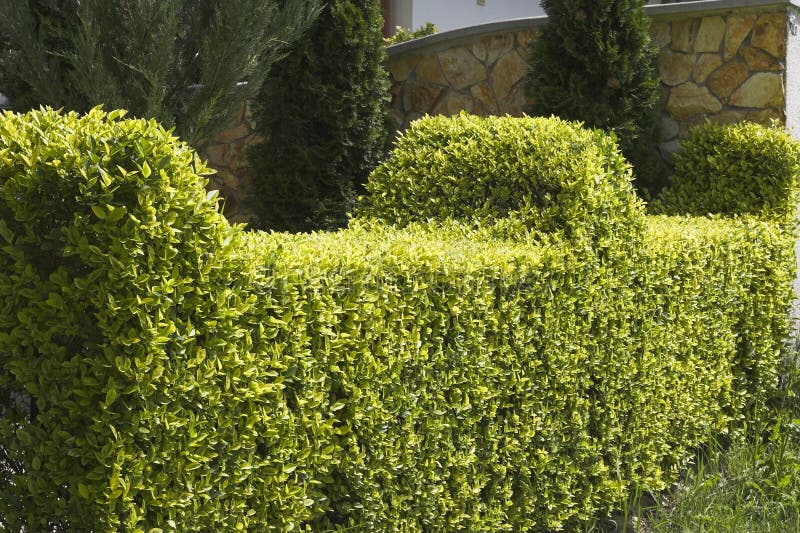 Hedge stock image. Image of urban, tropical, lime, hedgerow - 851709