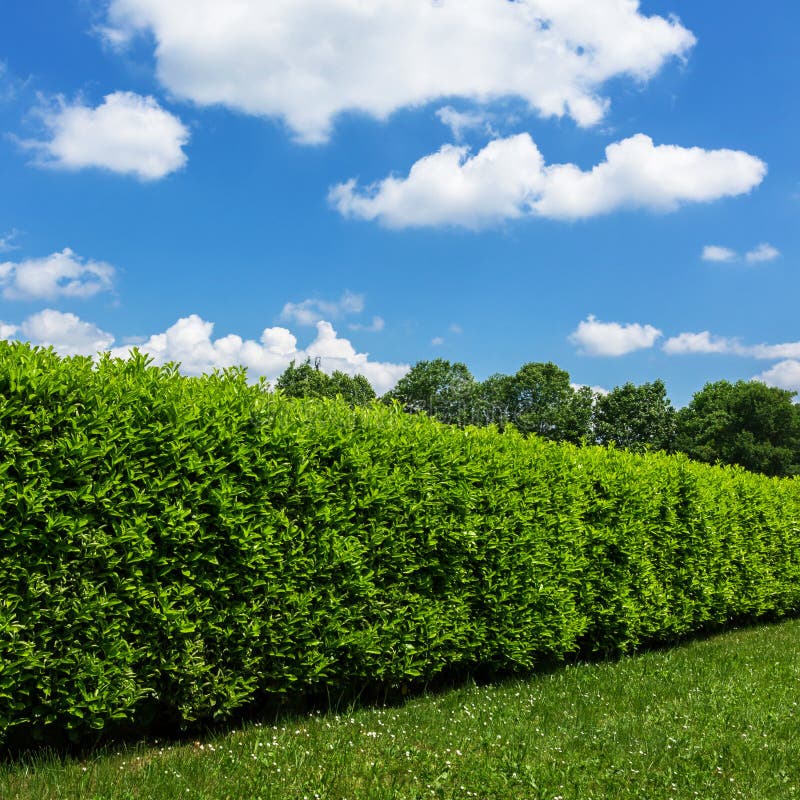 Hedge against amazing sky stock image. Image of growth - 178765881