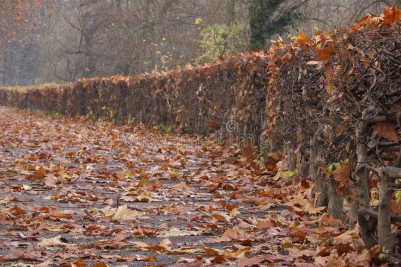 Hedge in Autumn stock photo. Image of october, lane, fall - 26573980