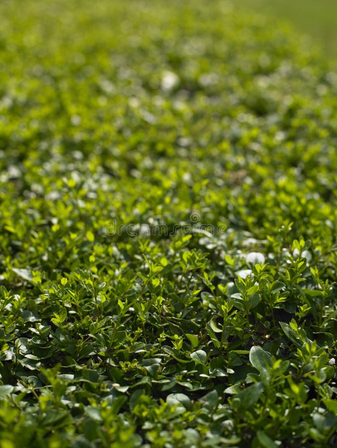 Hedge Background stock photo. Image of close, focus, hedge - 23058182