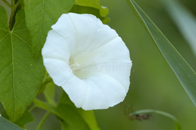 Hedge Bindweed stock photo. Image of british, flora - 187448018