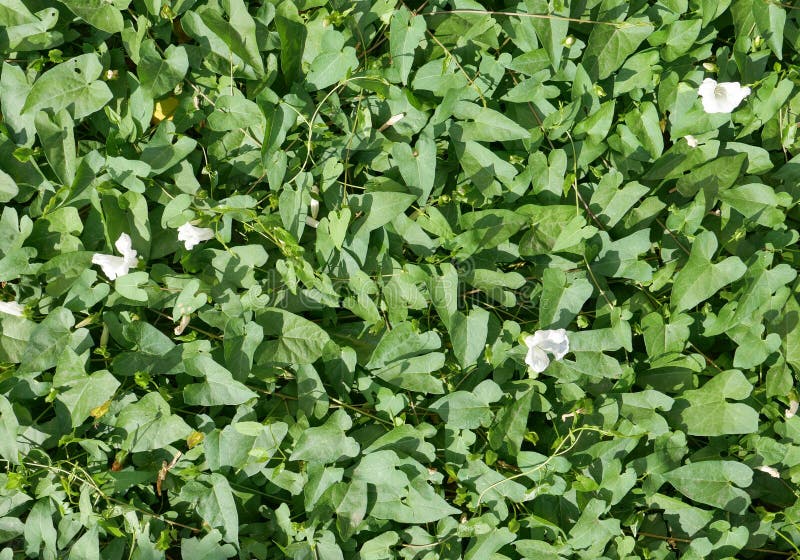 Calystegia Sepium or Hedge Bindweed or Morning Glory, is a Flowering ...