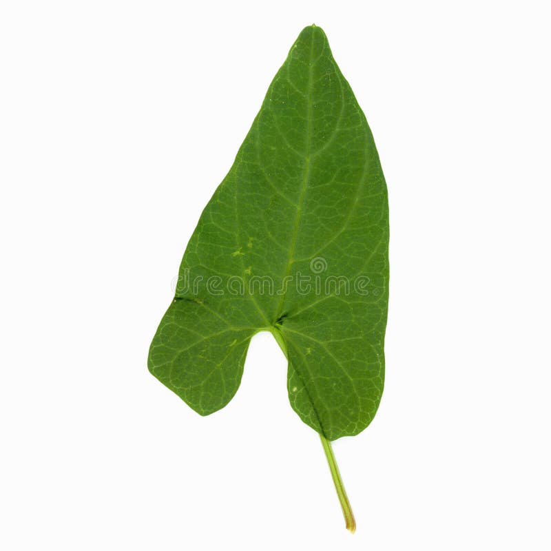 Calystegia Sepium or Hedge Bindweed or Morning Glory, is a Flowering ...