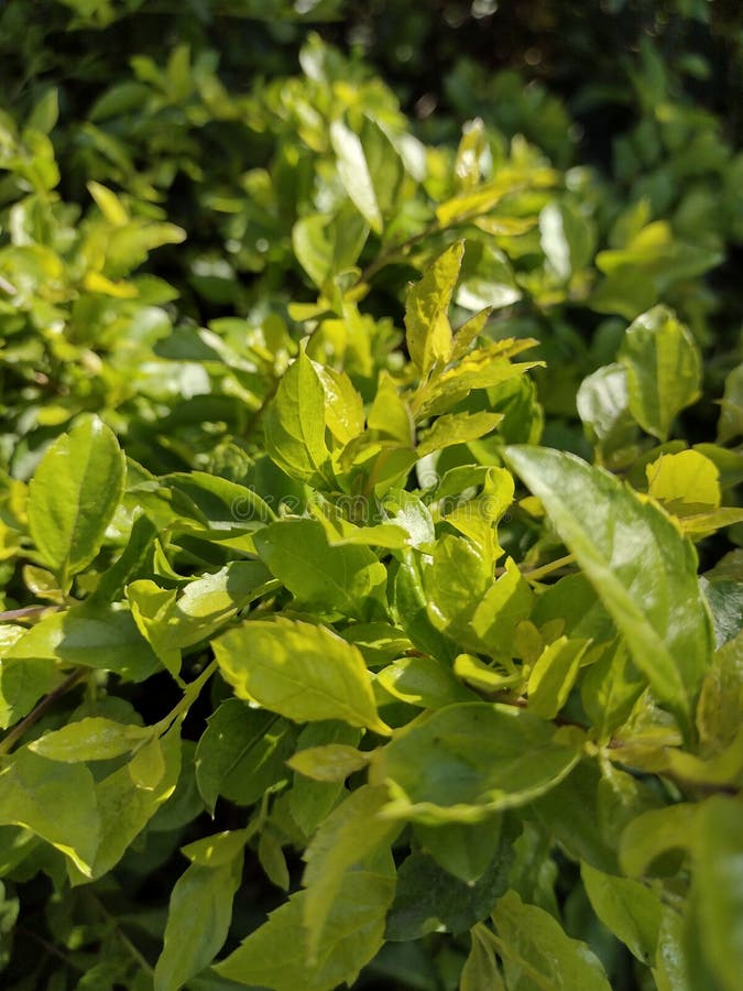Hedge with Bright Green Leaves 77 Stock Photo - Image of yellow, leaves ...