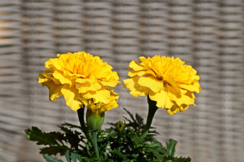 A Hedge of Bright, Orange Marigolds. Genus - Tagetes Stock Image ...