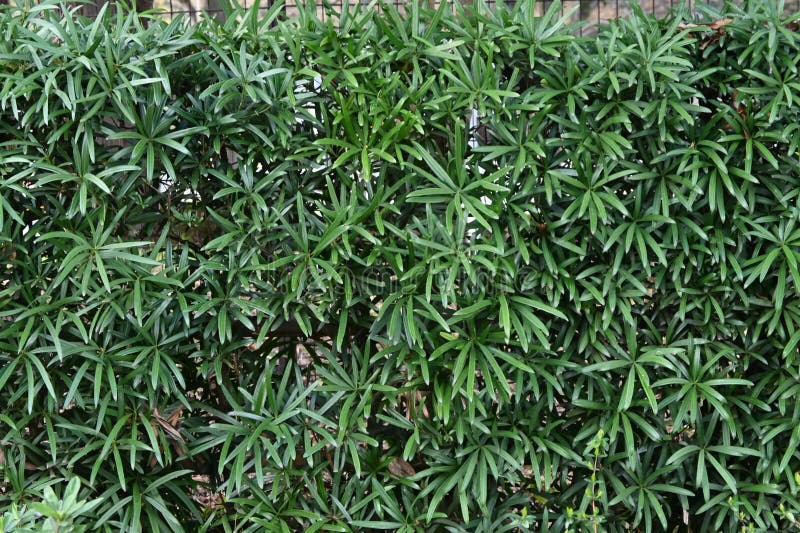 A Hedge of a Buddhist Pine ( Podocarpus Macrophyllus ) Tree. Stock ...