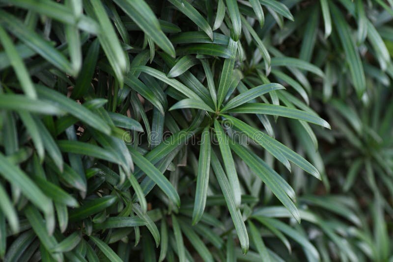 A Hedge of a Buddhist Pine ( Podocarpus Macrophyllus ) Tree. Stock ...