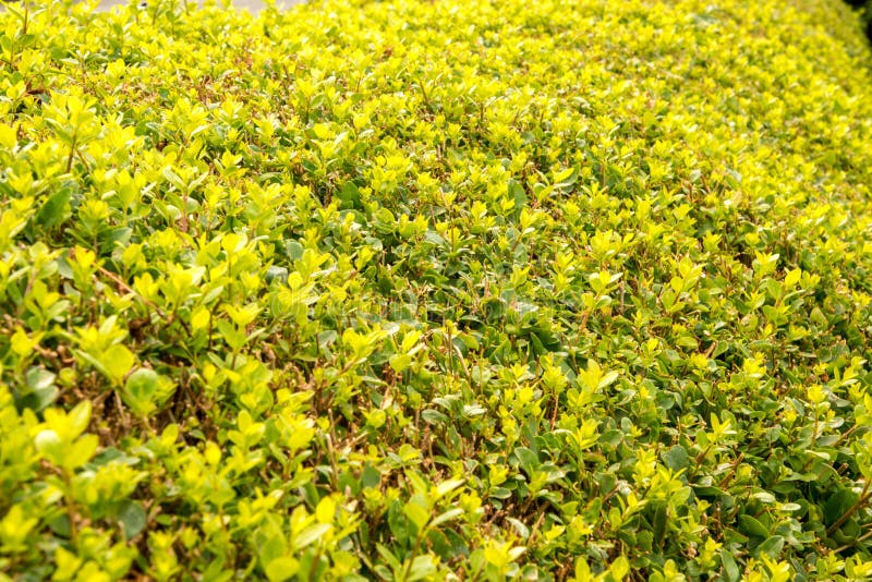 Hedge Close Up stock image. Image of perfection, shape - 122679589