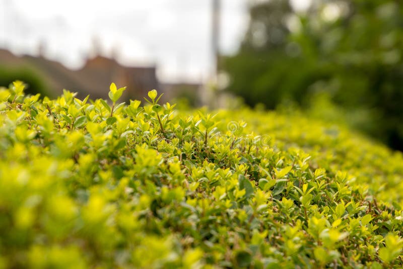 Hedge Close Up stock photo. Image of green, perfection - 122679692