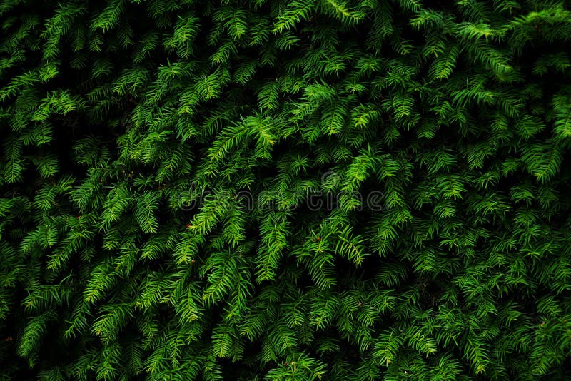 Evergreen Plant Hedge Close-up Branches Stock Image - Image of growth ...