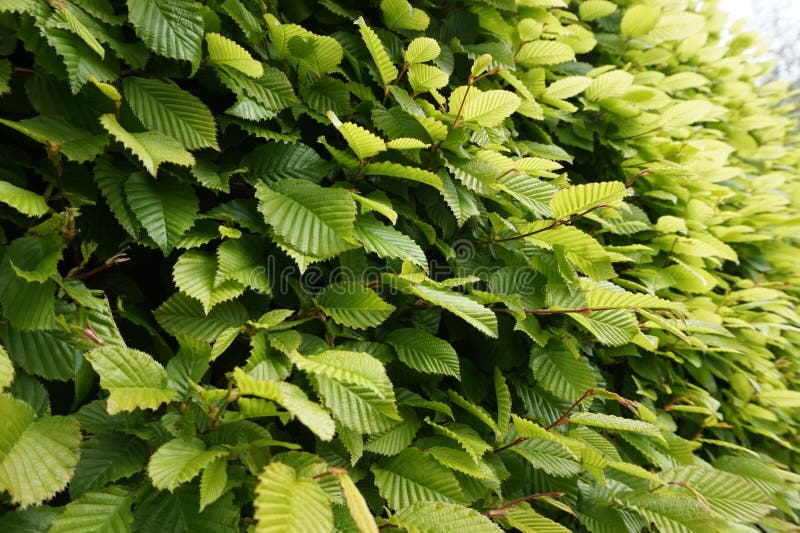 Hedge - close-up stock image. Image of hedgerow, bush - 93210773