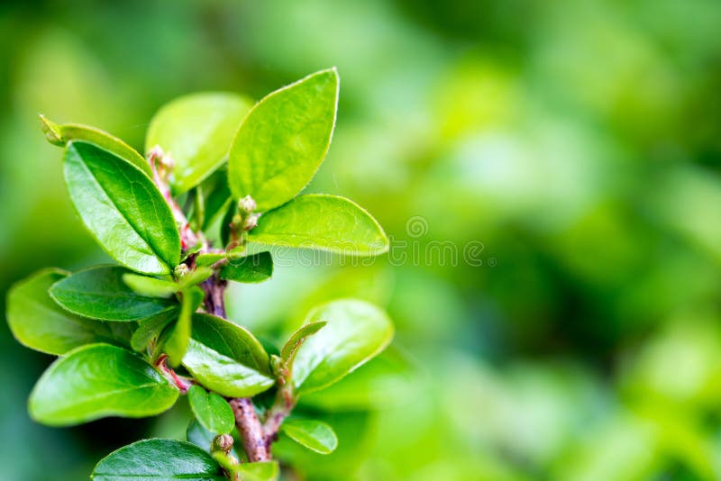 Hedge stock image. Image of detail, branch, vegetation - 86464743