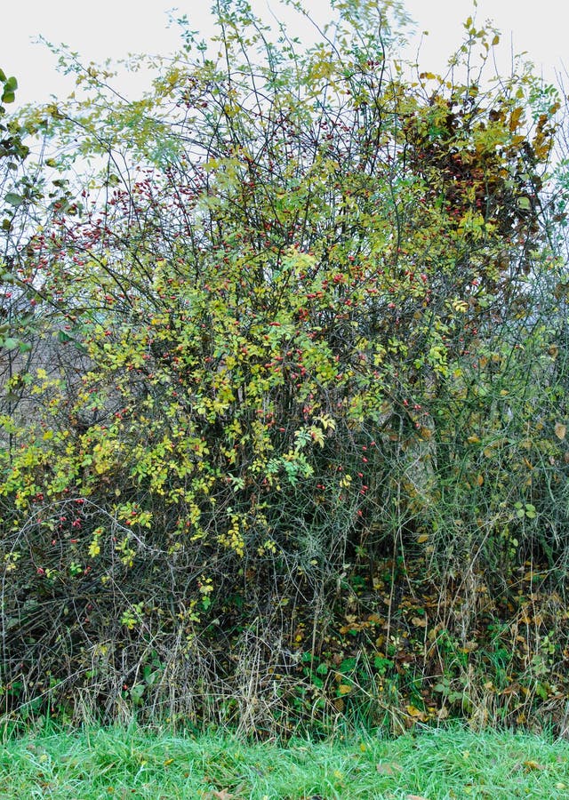 Hedge in autumn stock photo. Image of rosaceae, rose - 30235132